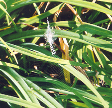 Stabilimenta in Spiders